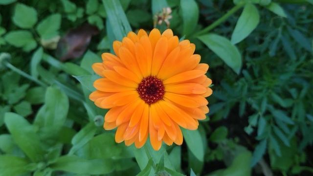 15.8.25 Календула Фиеста оранжевая