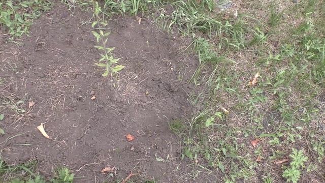 Что растет рядом с моим участком 16 августа