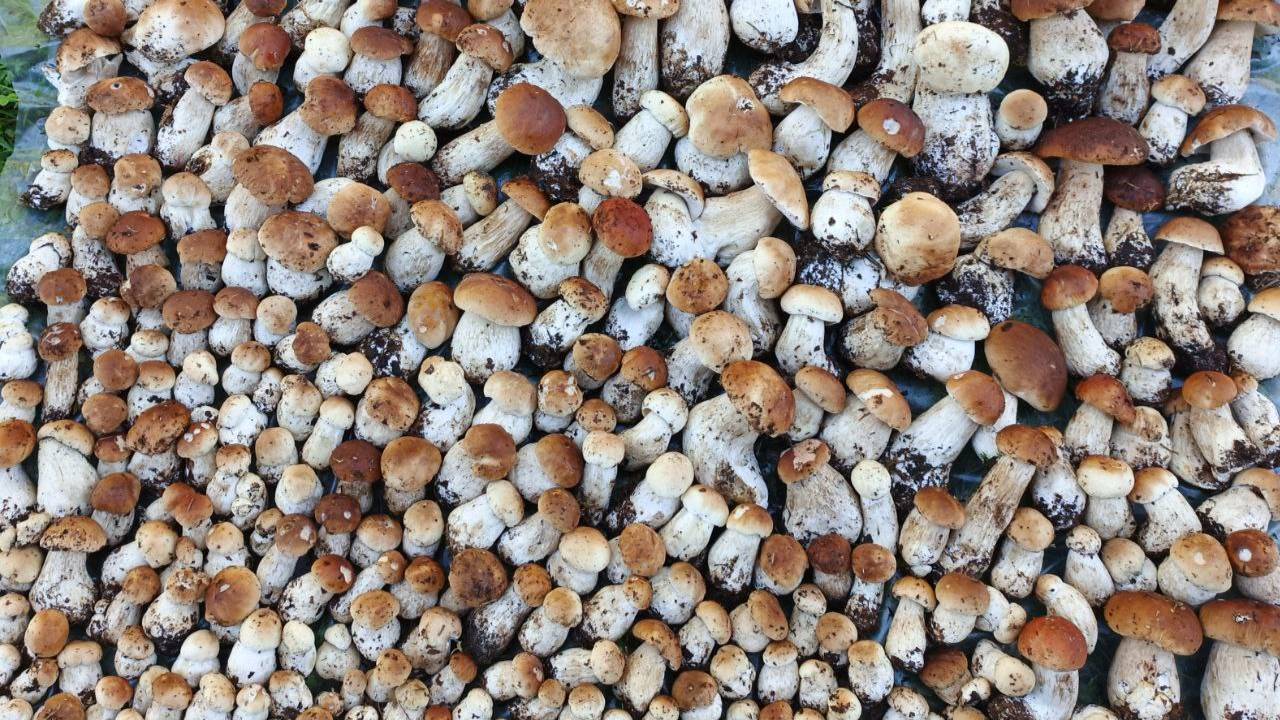 Белый бум! 💥 Счастью нет предела😍 Видео поход от нашей подписчицы Виктории! 15.08.25