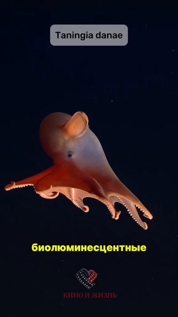 Необычные морские животные