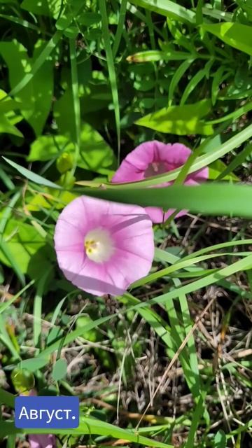 Прогулка в лес.