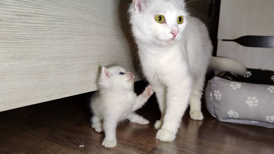 Мама-кошка и её прекрасный белый котёнок. Мама, пойдём гулять.