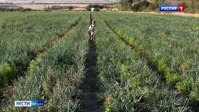 В Крыму приступили к уборке ялтинского лука