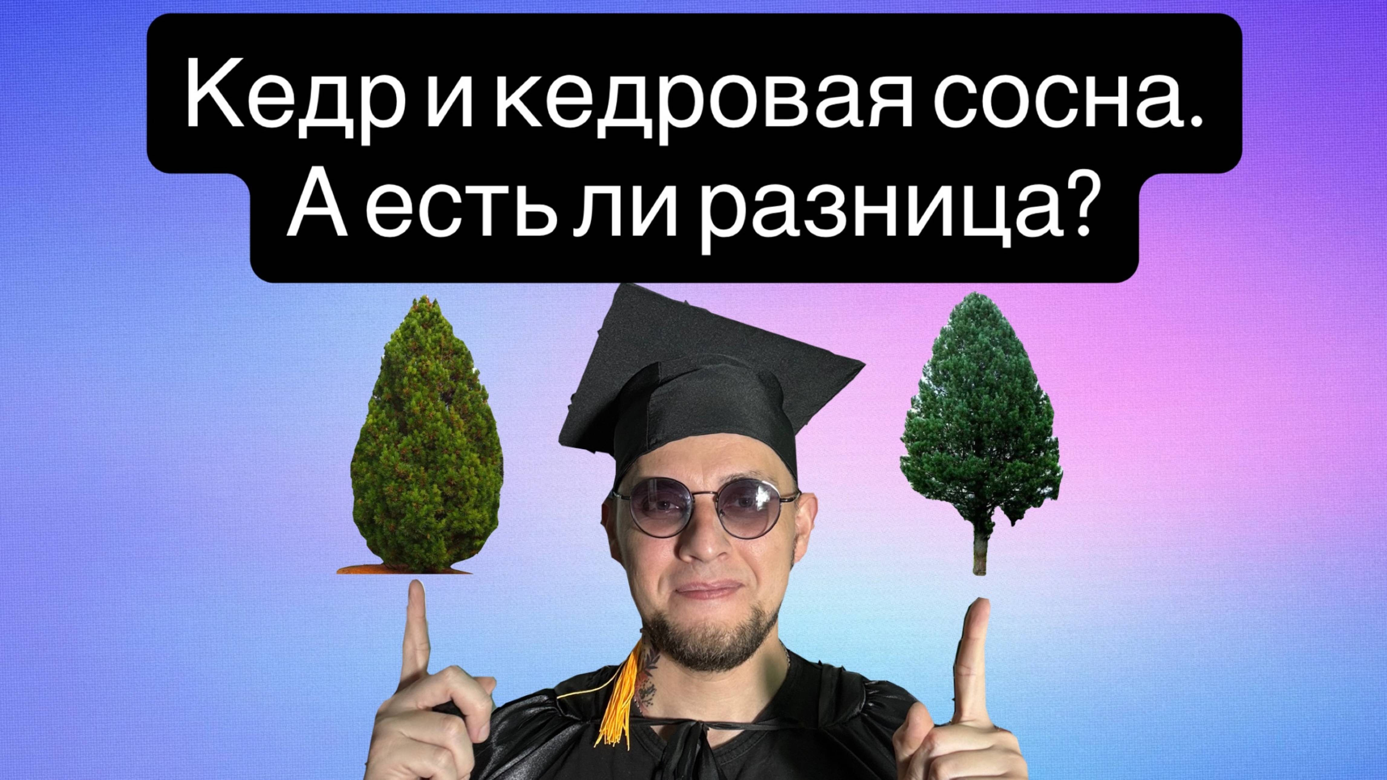 🌲 Кедр — дерево-гигант с тысячелетней историей 🌲