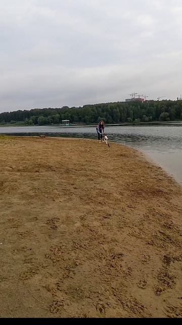 Далматин Аврора - щенок ловит роллы