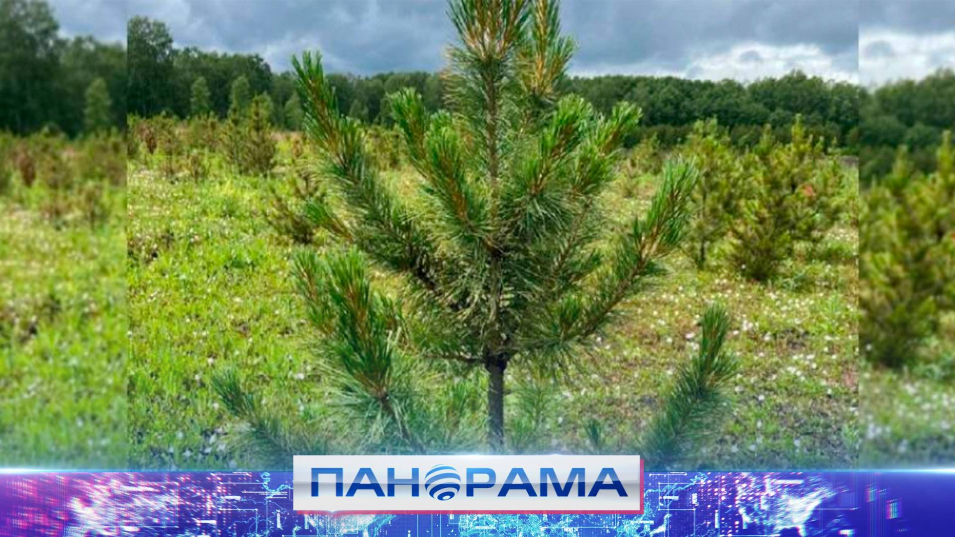В Донецке появилась кедровая аллея имени Марии Пироговой, подаренная волонтерами из Томска
