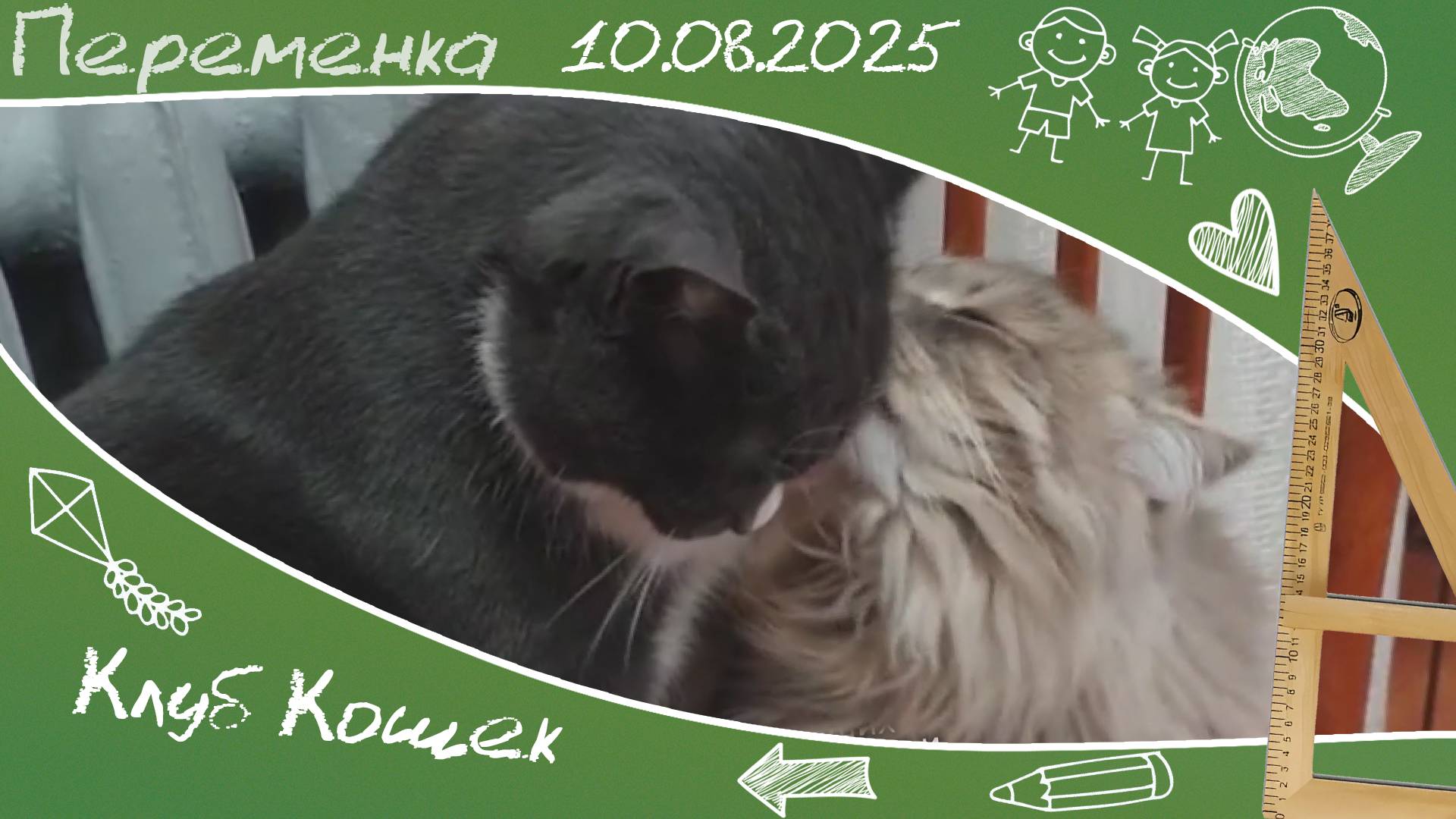 Клуб Особенных кошек