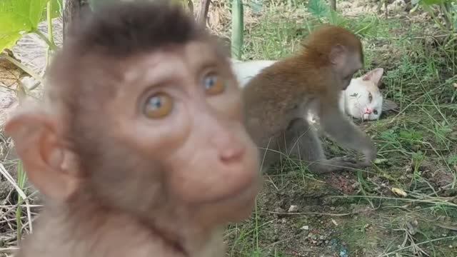 Обезьянки МАЛЫШКИ прибились Прижились на участке Поят МОЛОКОМ из соски Кормят Играют с Кошкой ВЕСЕЛА