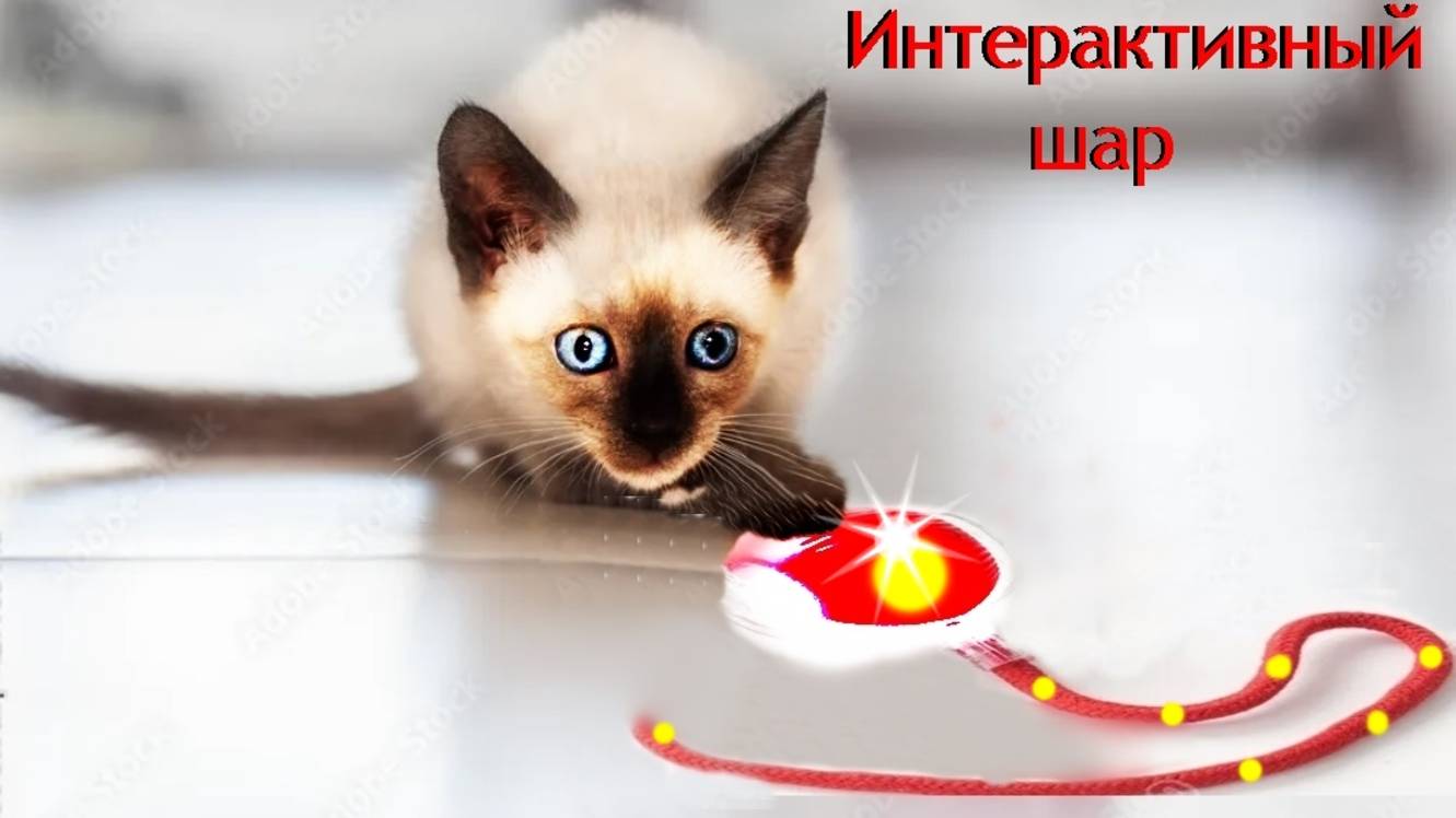 Котенок с огненой мышкой