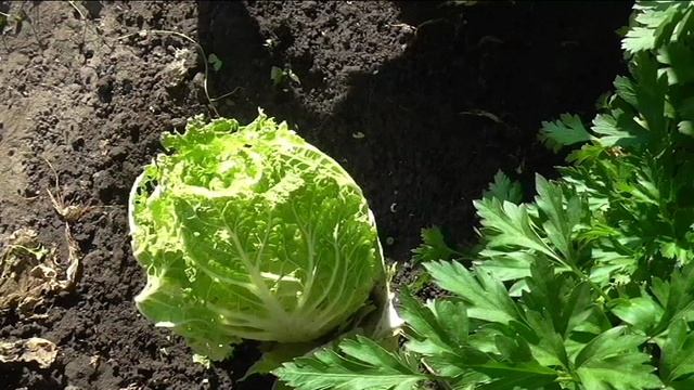 Выращивание ПЕКИНСКОЙ КАПУСТЫ