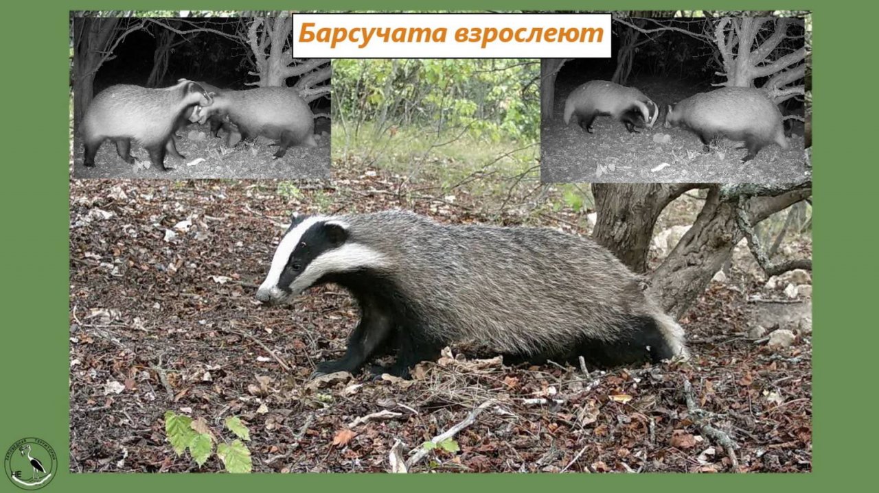 Подросшие барсучата решили поиграть с отцом, но тот не оценил. Голоса барсуков. Рытьё норы