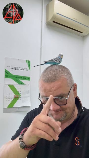 СДЭК, Шаман и попугай