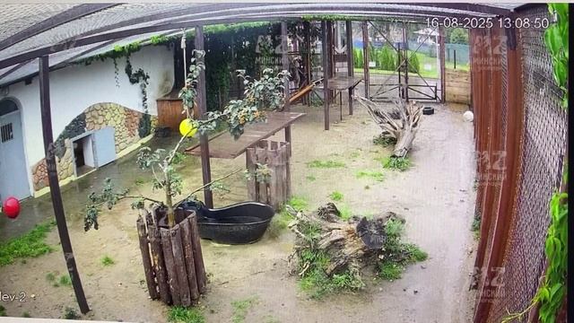 ШарХан Летний теплый дождь ШарХан в летнем домике 16.08.2025