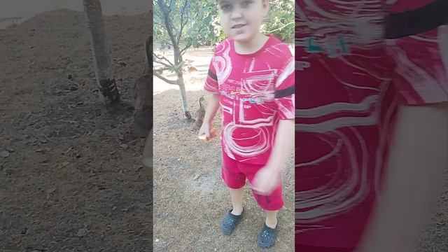 кормлю цыплят и утят, видео зделал  вчера