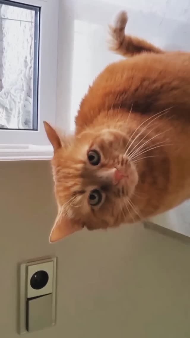 У Самвела можно сдуреть