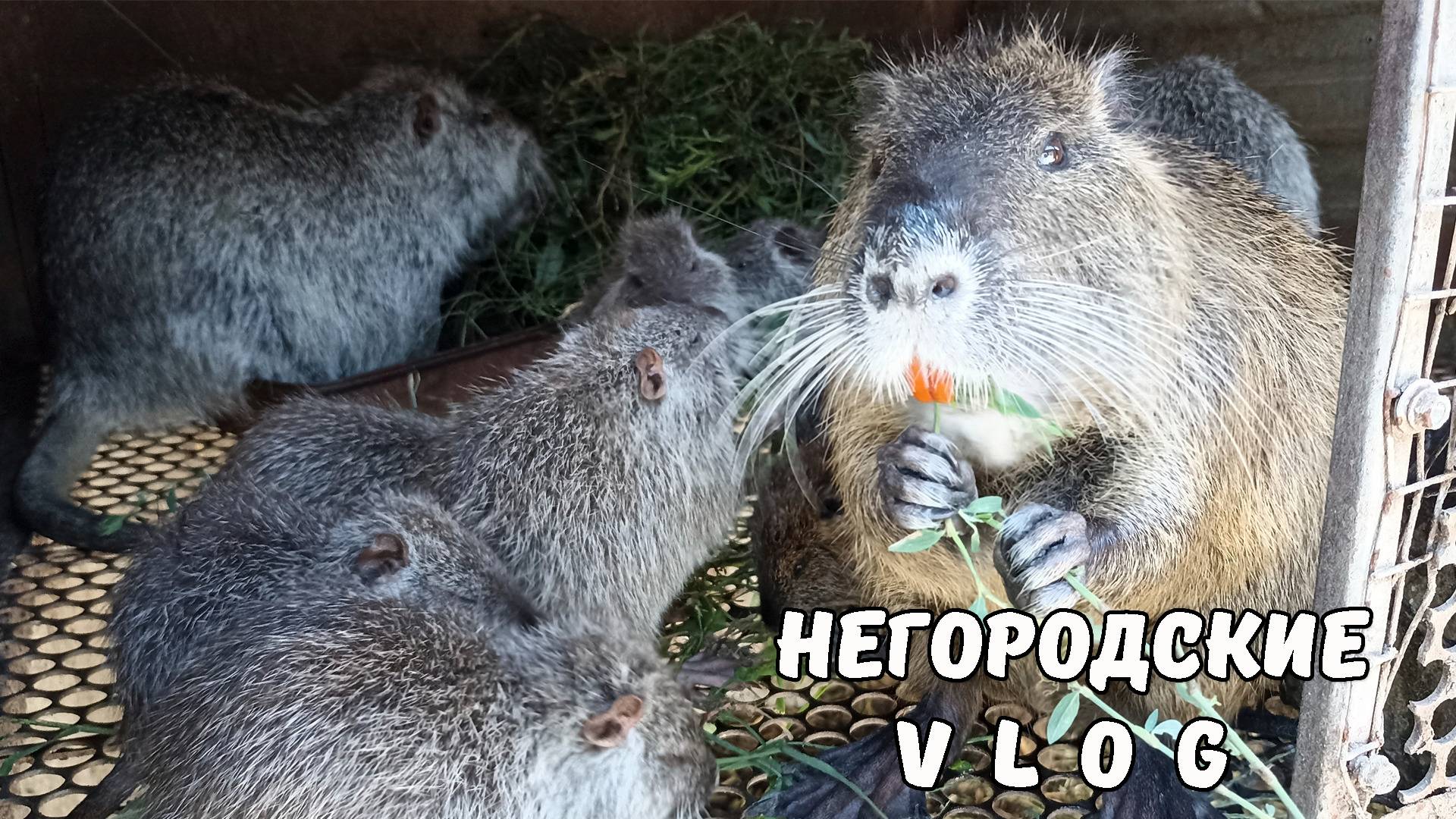 Травы для НУТРИЙ полно! Илья на раздаче зелени. 12.08.25