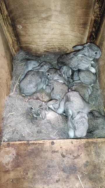 Крольчатам 13 дней