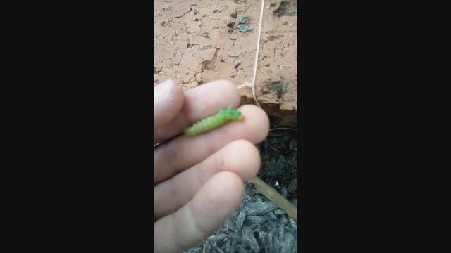 террариум для гусениц часть 2