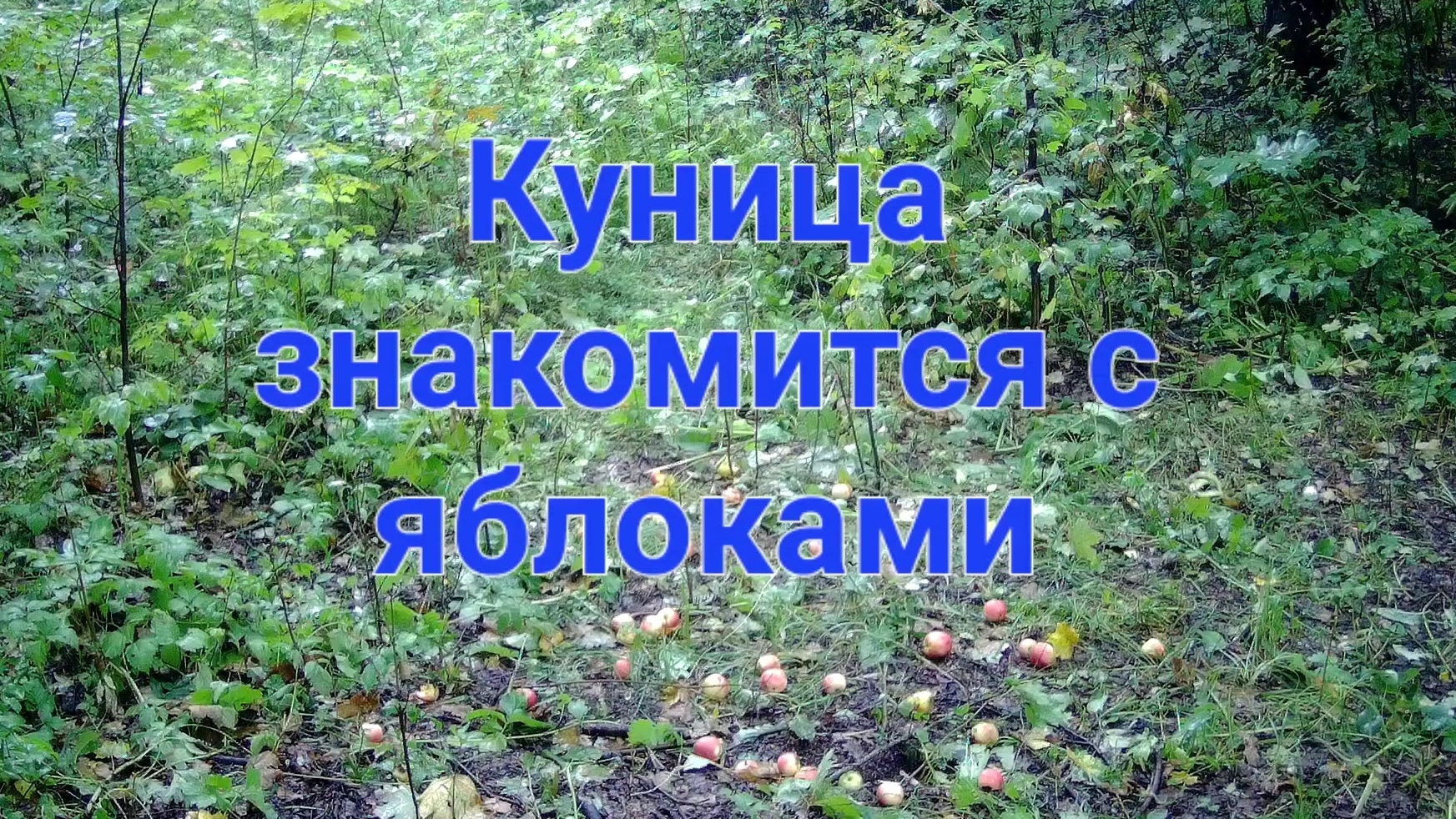 Куница знакомится с яблоками