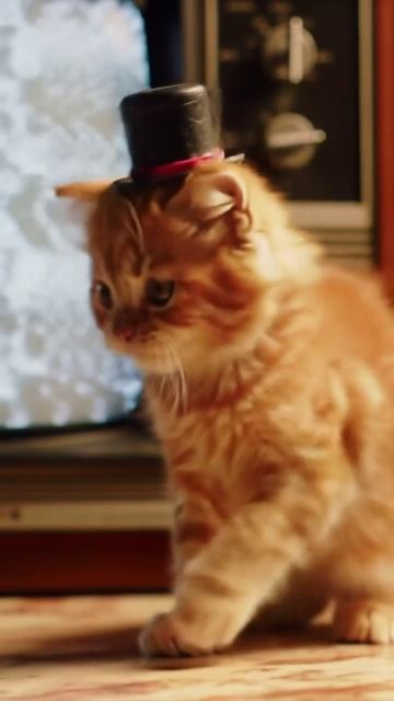 Кот в шляпе