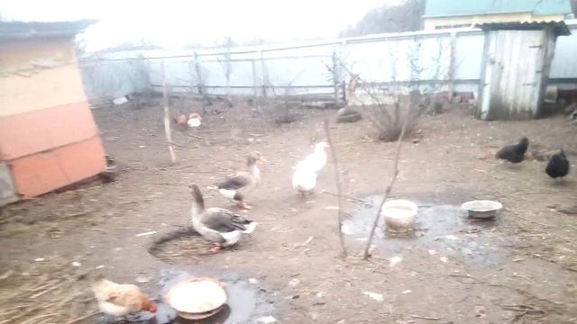 Обзор птичьего двора в понедельник