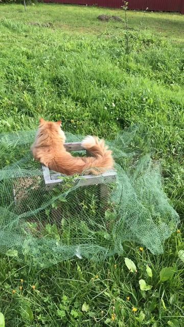 Деревенский гамачок кота Альфушки