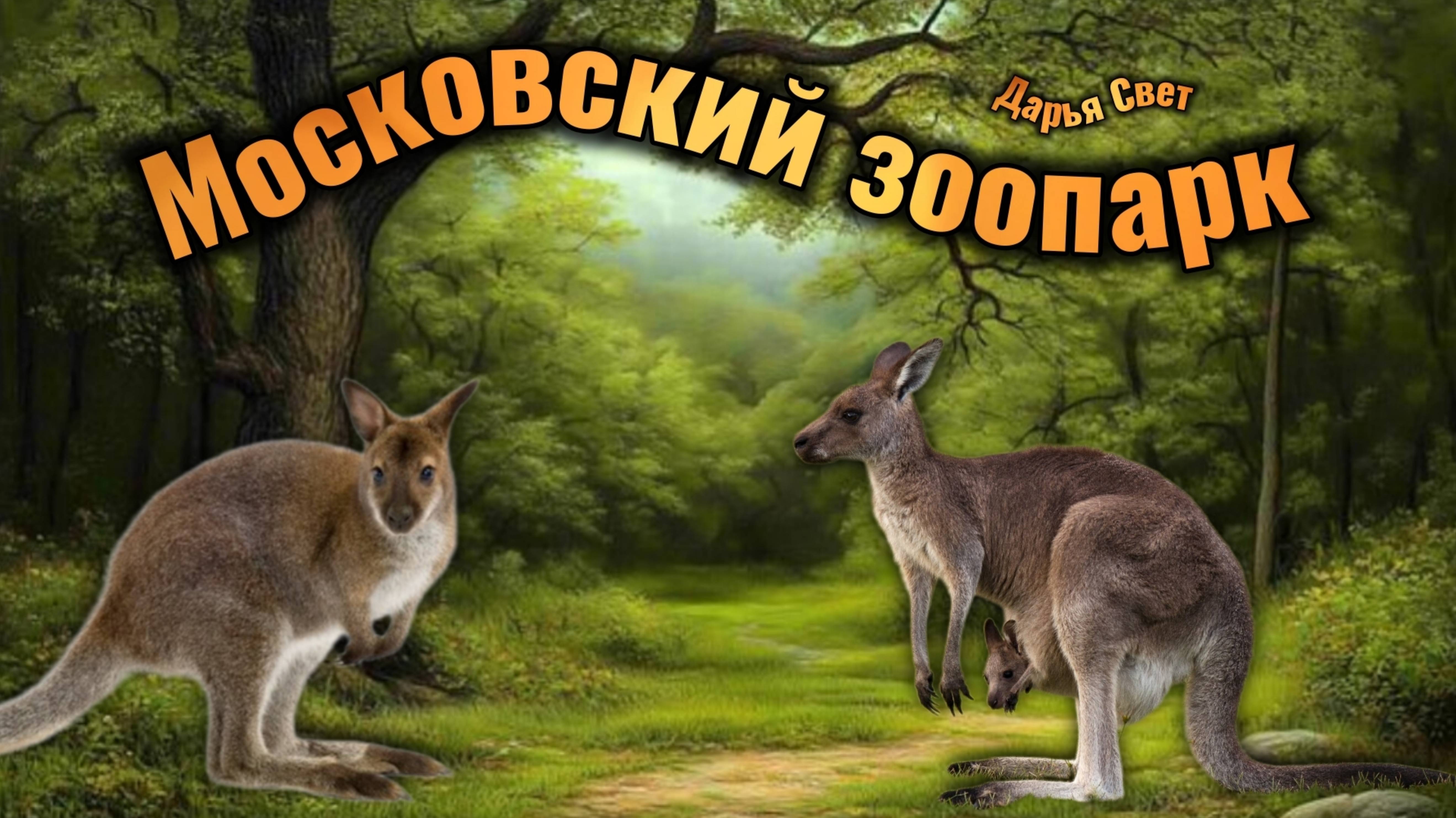 Кенгуру Беннетта. Московский зоопарк. Лето 2025