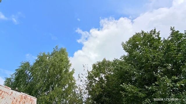 Дачные хроники 17 августа 2025