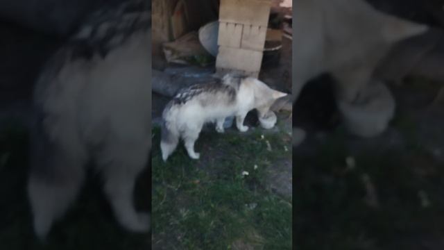 пока-пока.mp4