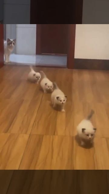 Все за мной!