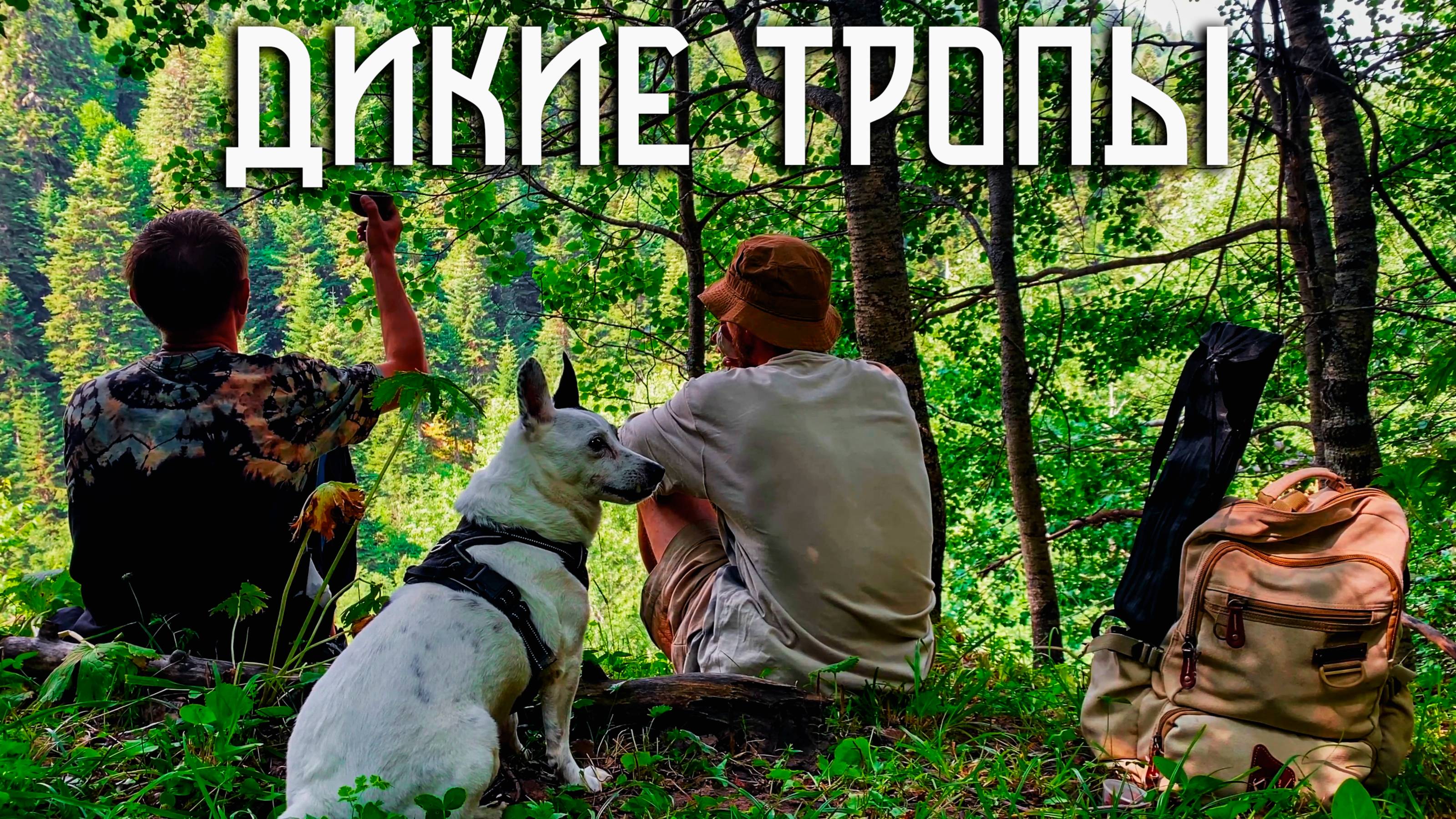 Горный лес Северного Кавказа / Дикие тропы уводят в глубину