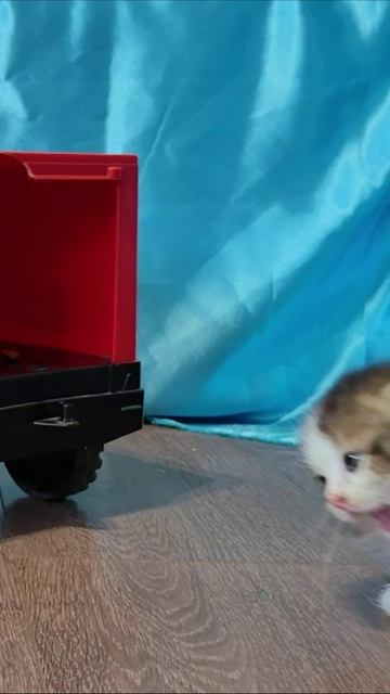Красивые движения котёнка. #котёнок