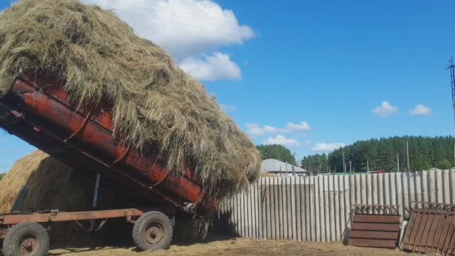 Выгружаем сено с телеге  на тракторе .Собираемся на сенокос природа . Лайк Насте и Сквиш для детей