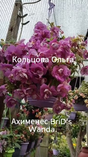 Цветок ахименес BriDs Wanda.