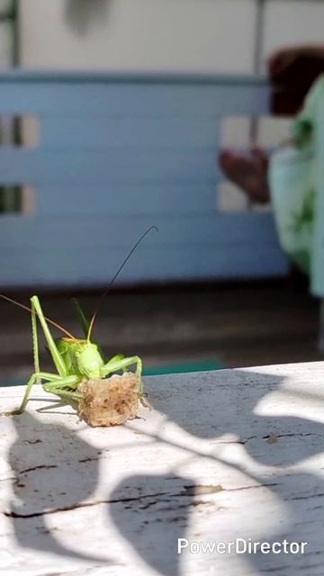 Кузнечик и хлеб 🍞.