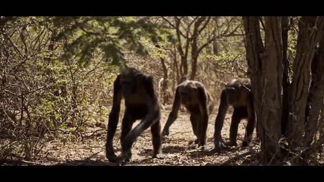 Life 7 Million Years Ago ｜ How hominins hunted and gathered food each day