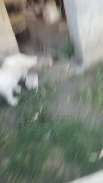 Белка,которая ест.mp4