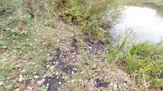 Небольшие щучки (Непутёвая нарезка)