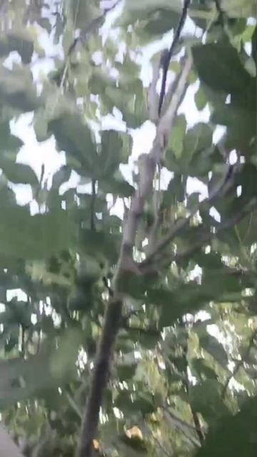 🔥🔥И конечно же инжир тоже растет в Приморско-Ахтарске!.mp4