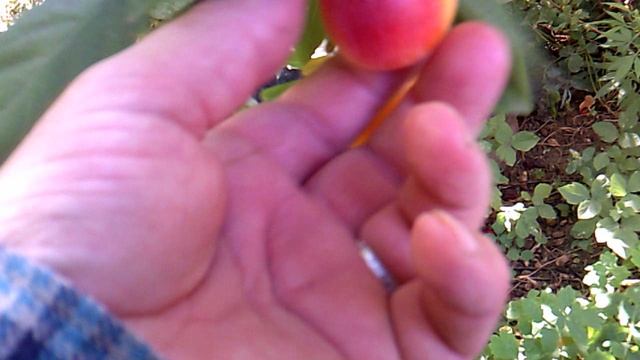 По прошествии времени наша алыча меняет цвет, но это не означает её дозревание. Жёлтая тоже вкусная