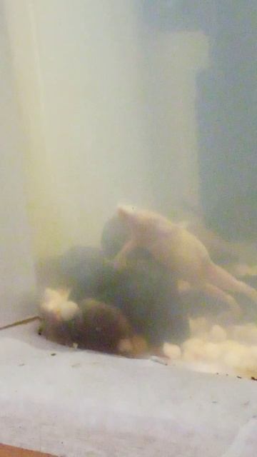 Африканская карликовая лягушка.