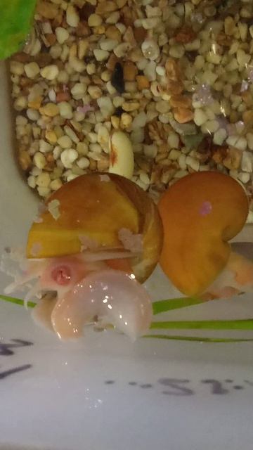 Улитка ампулярия.