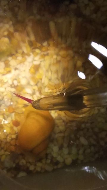 Улитка ампуллярия.