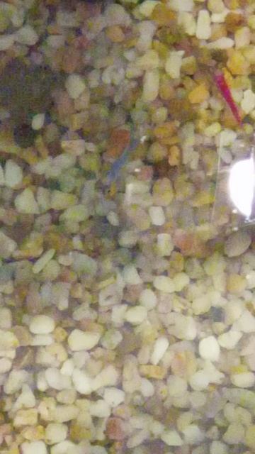 Рыбки тернеции.