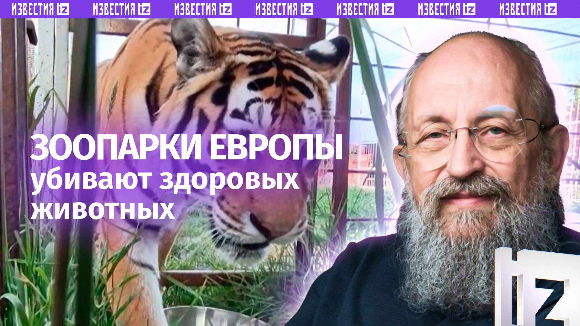 Люди злее зверей. Вассерман — об усыплении амурских тигрят в зоопарке Лейпцига / Открытым текстом