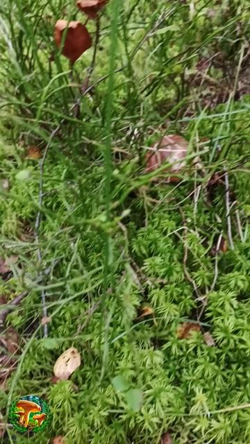 Белые красавчики)