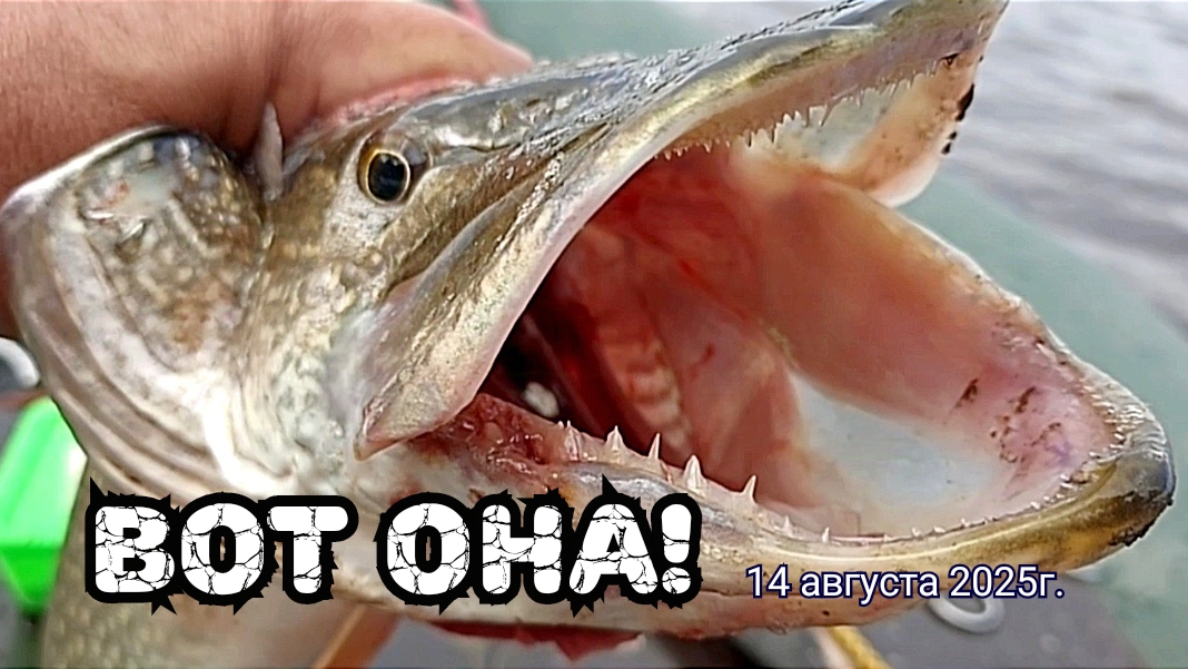 Вот она!
