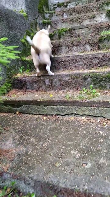 Счастье — это когда тебя ждут. Даже если ты просто вышел на минутку. 🐶 🐾