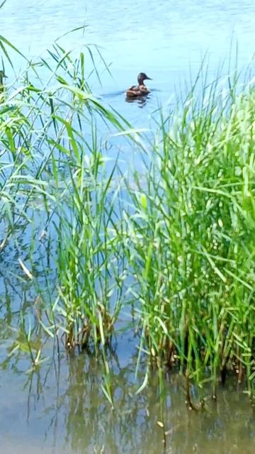 Утки и голубь