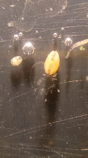 Ракообразная остракода.